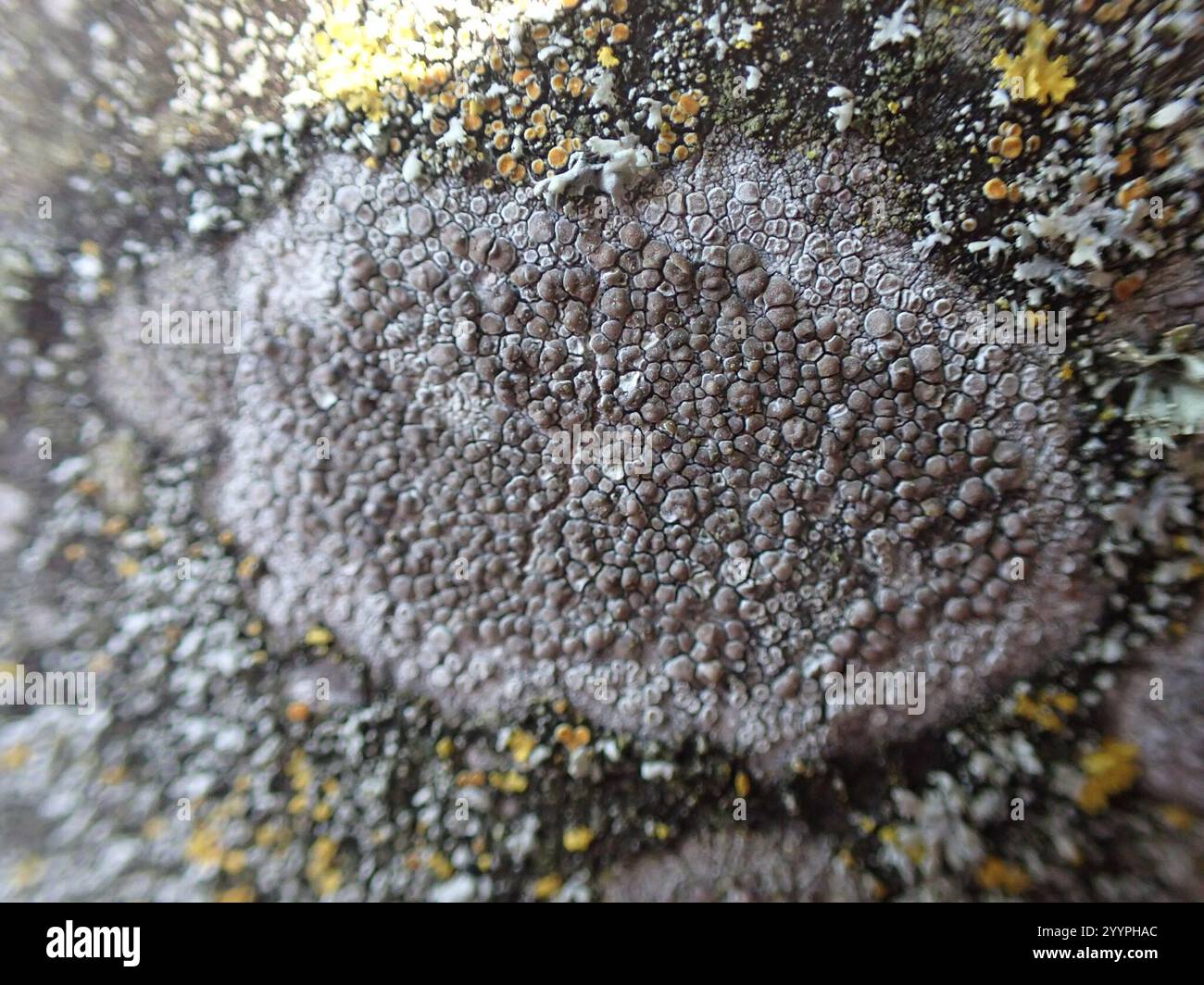 rim lichens, disc lichens, and allies (Lecanoraceae Stock Photo - Alamy