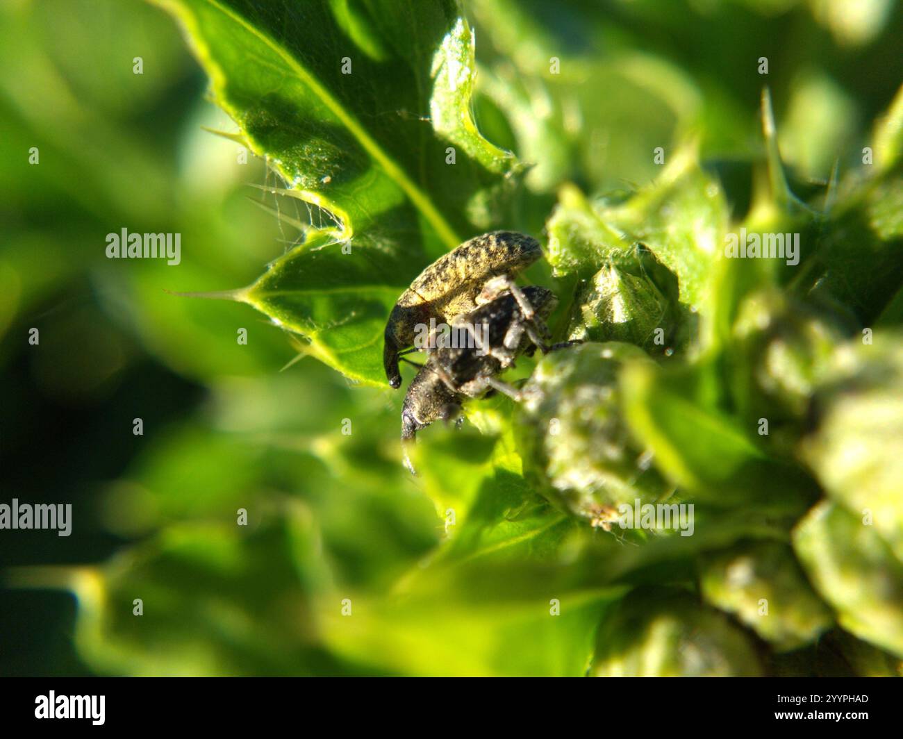 Canada Thistle Bud Weevil (Larinus carlinae Stock Photo - Alamy