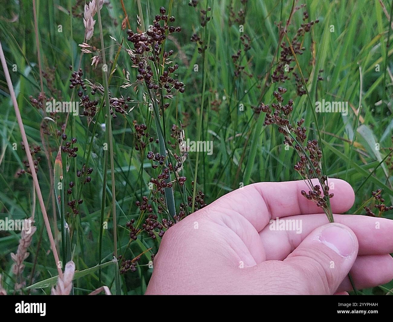 Flattened Rush (Juncus compressus Stock Photo - Alamy