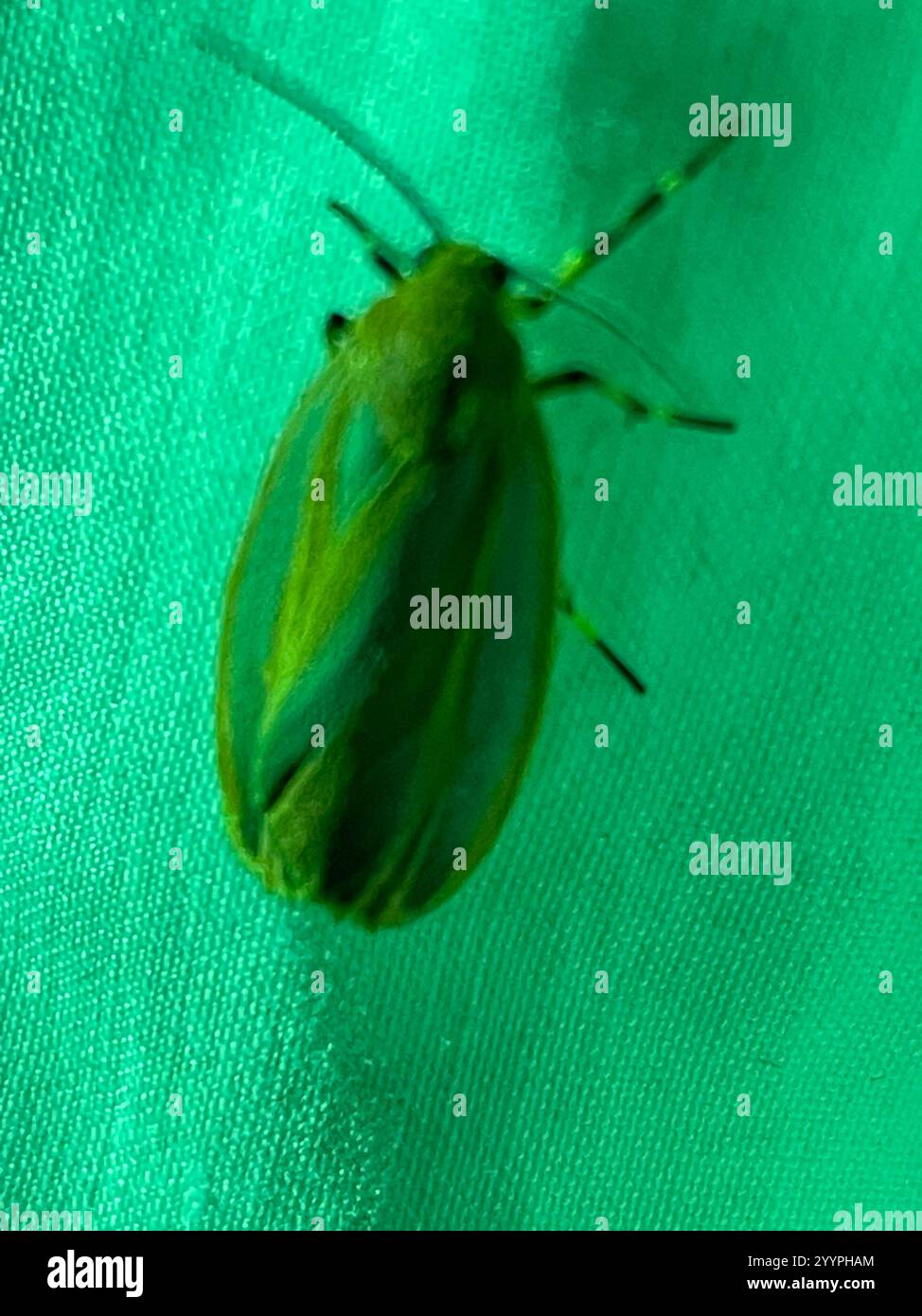 Painted Lichen Moth (Hypoprepia fucosa Stock Photo - Alamy