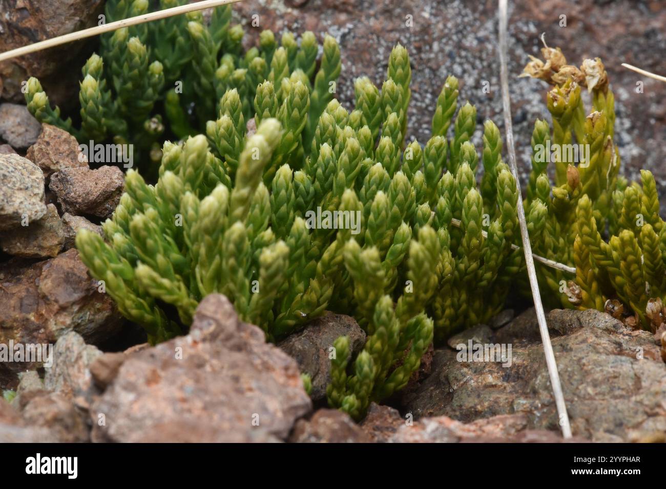 alpine clubmoss (Diphasiastrum alpinum Stock Photo - Alamy