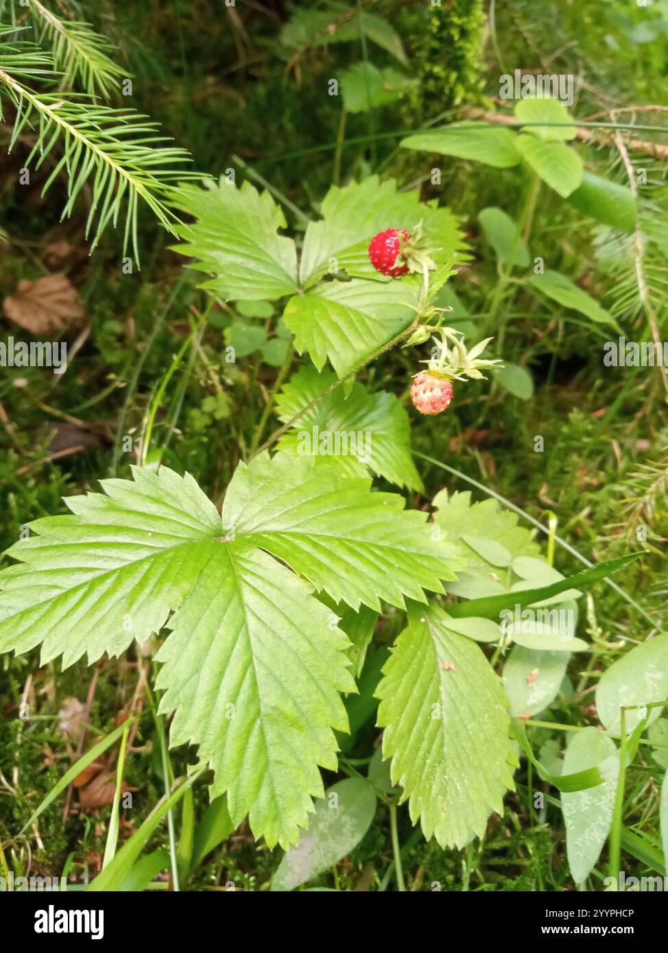 woodland strawberry (Fragaria vesca Stock Photo - Alamy