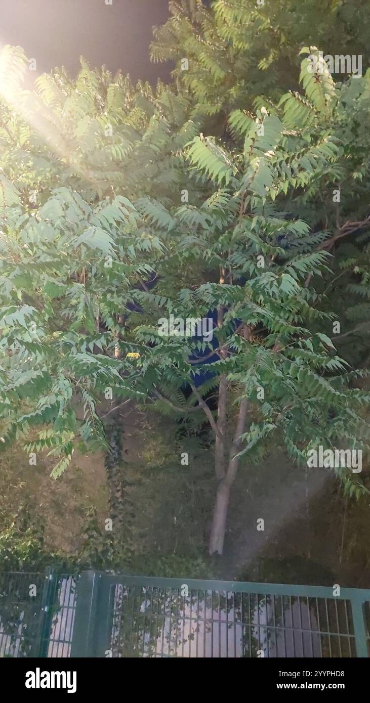 tree-of-heaven (Ailanthus altissima Stock Photo - Alamy