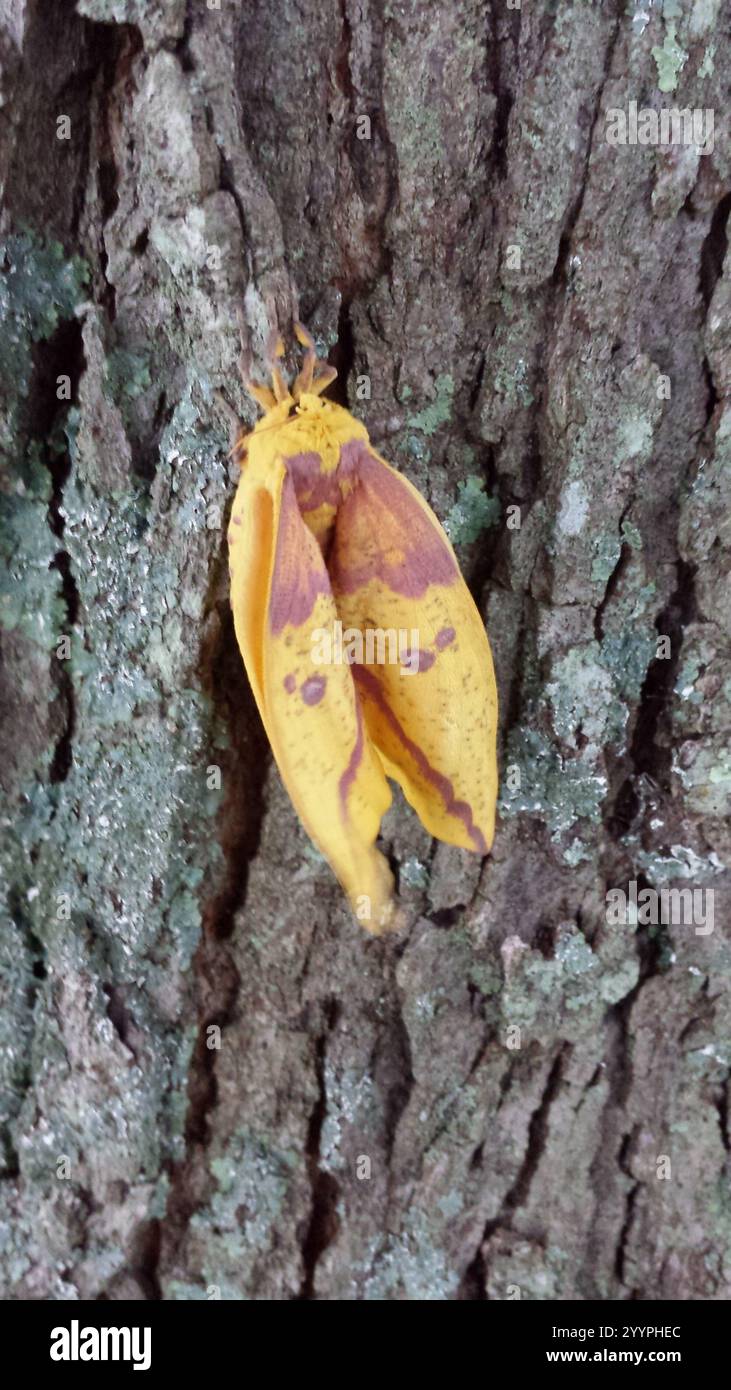 Imperial Moth (Eacles imperialis Stock Photo - Alamy