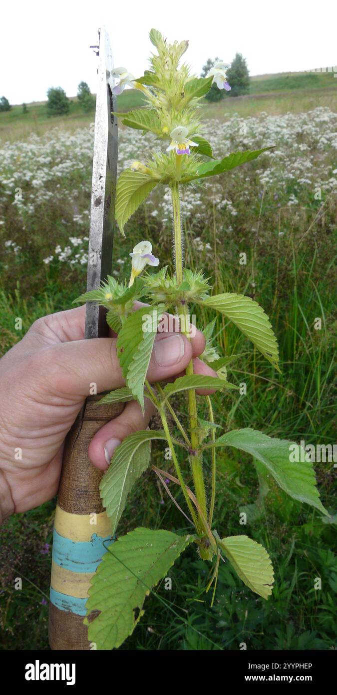 Large-flowered Hemp-nettle (Galeopsis speciosa Stock Photo - Alamy