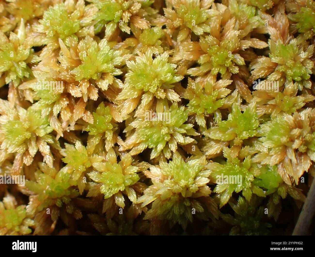 Sphagnum mosses (Sphagnum Stock Photo - Alamy