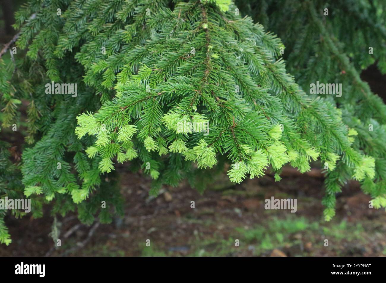Pacific silver fir (Abies amabilis Stock Photo - Alamy