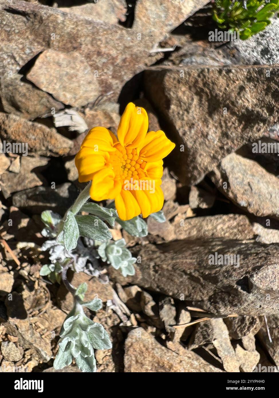 common woolly sunflower (Eriophyllum lanatum Stock Photo - Alamy