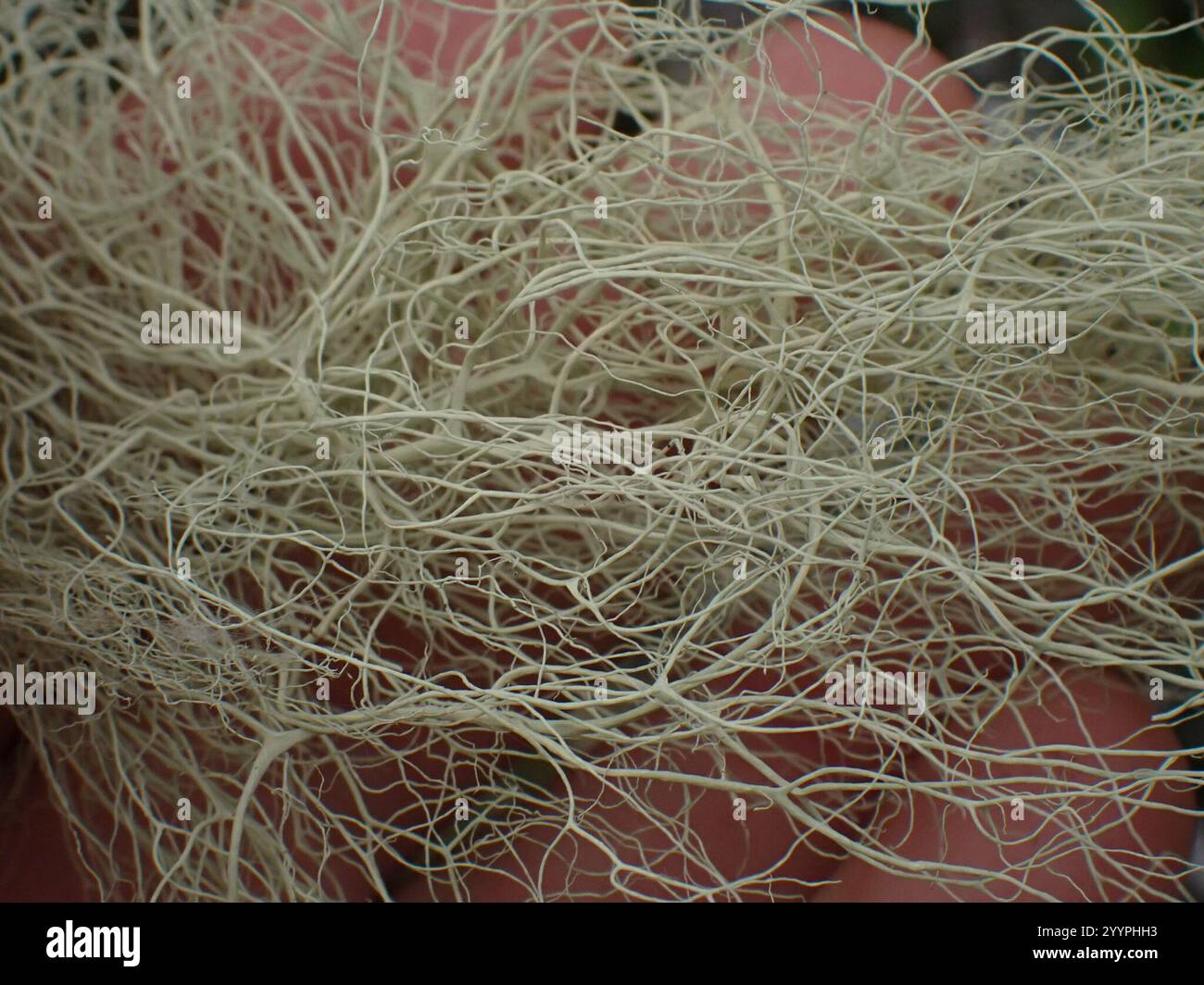 Witch's Hair (Alectoria sarmentosa Stock Photo - Alamy