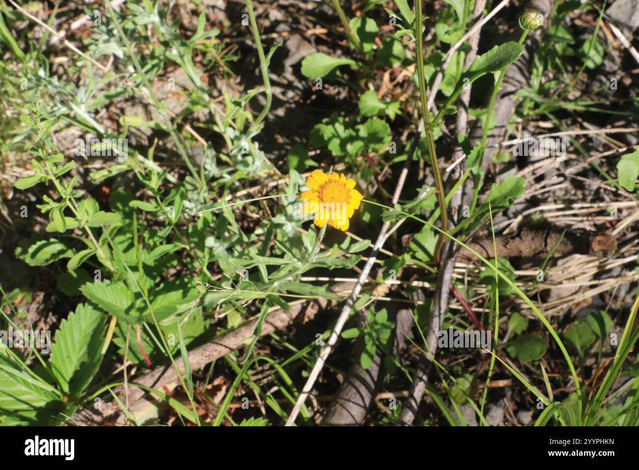 common woolly sunflower (Eriophyllum lanatum Stock Photo - Alamy