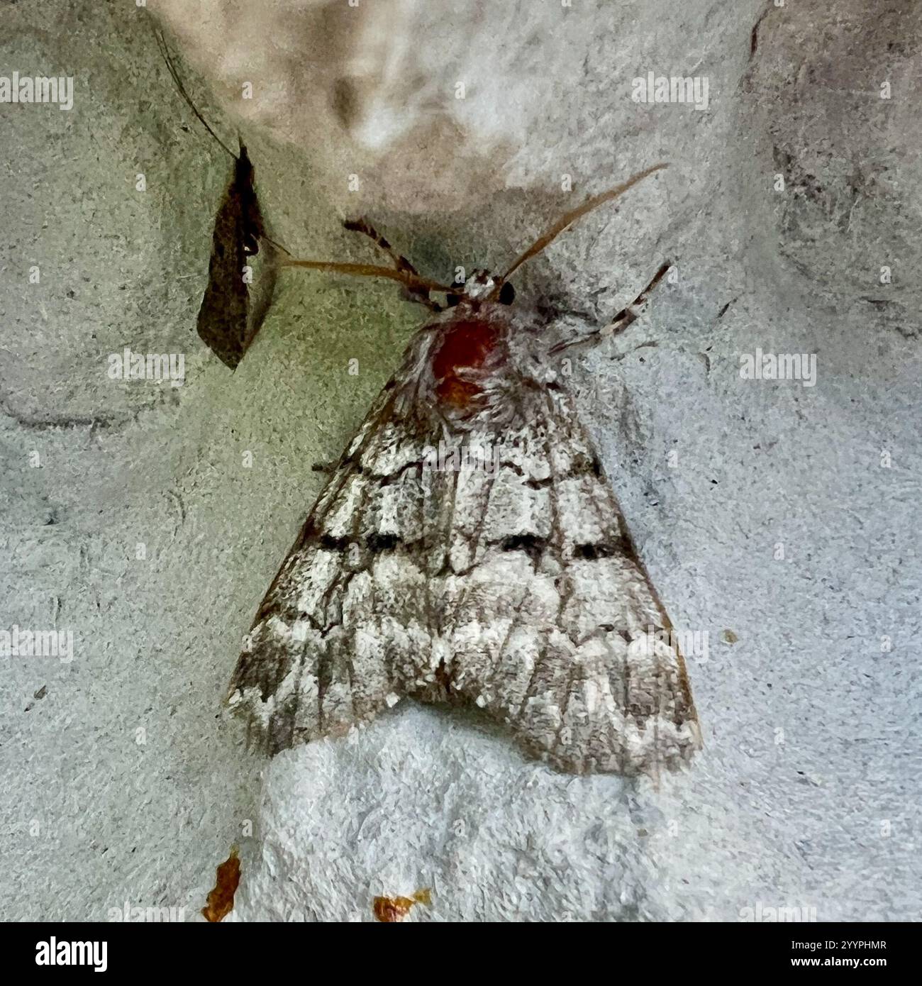 Eastern Panthea Moth (Panthea furcilla Stock Photo - Alamy