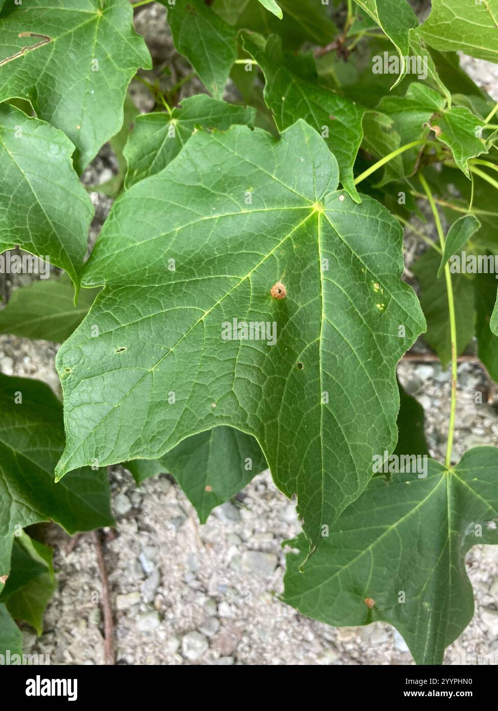 black maple (Acer nigrum Stock Photo - Alamy