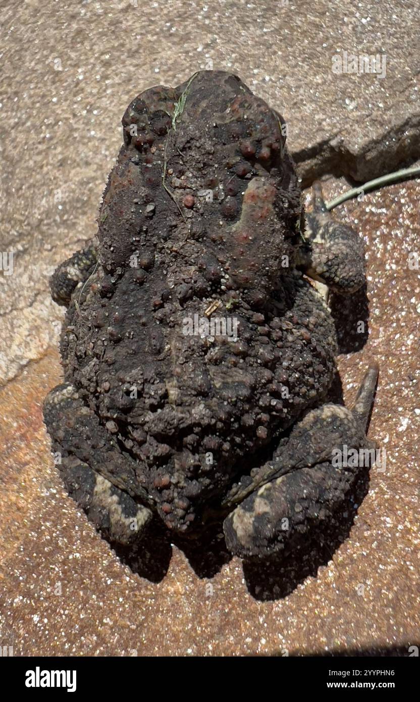 Canadian Toad (Anaxyrus hemiophrys Stock Photo - Alamy