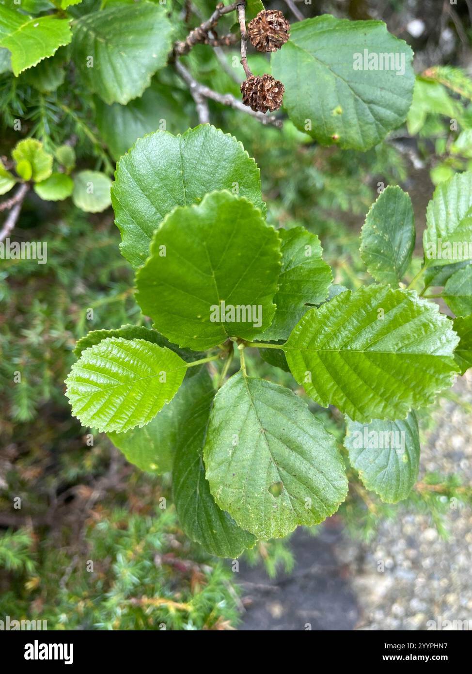 common alder (Alnus glutinosa Stock Photo - Alamy