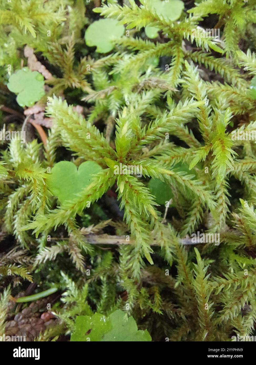 Climacium hi-res stock photography and images - Alamy