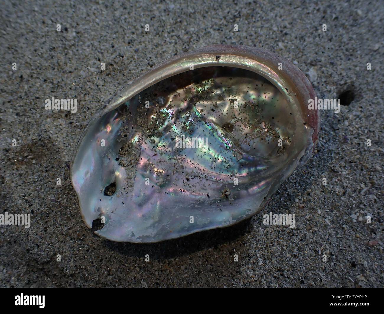 Pinto Abalone (Haliotis kamtschatkana Stock Photo - Alamy