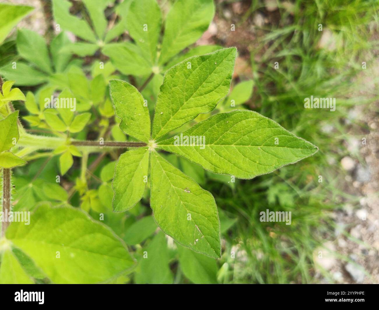 Asian spiderflower (Cleome viscosa Stock Photo - Alamy