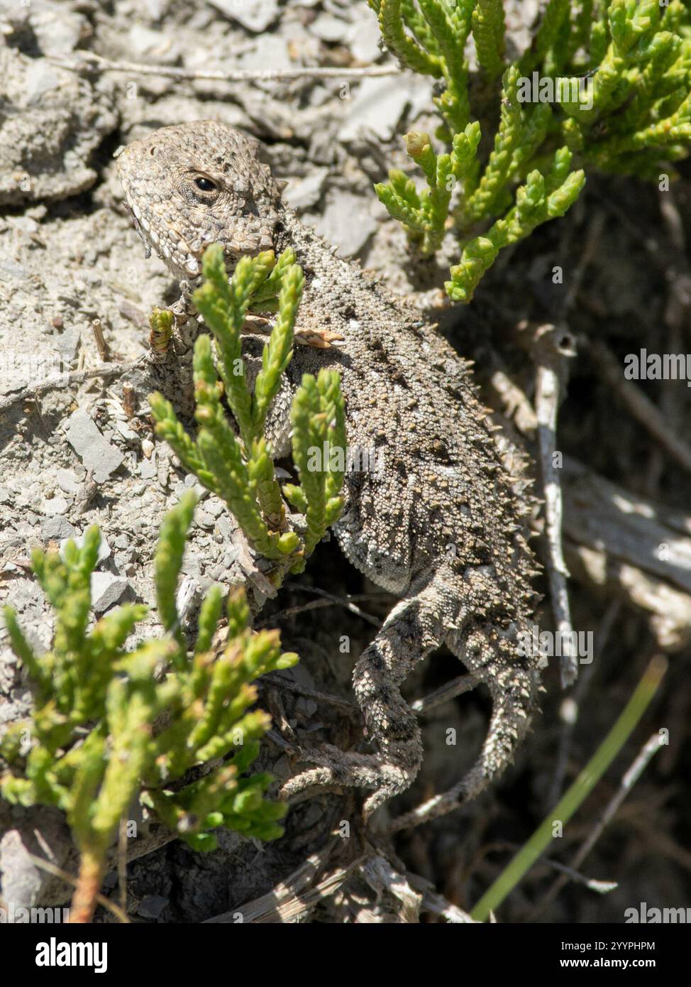 Greater Short-horned Lizard (Phrynosoma hernandesi Stock Photo - Alamy