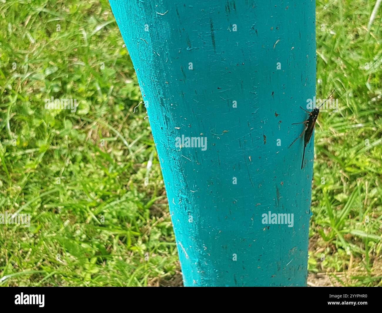 Dark-hipped Woodwasp (Xeris spectrum Stock Photo - Alamy