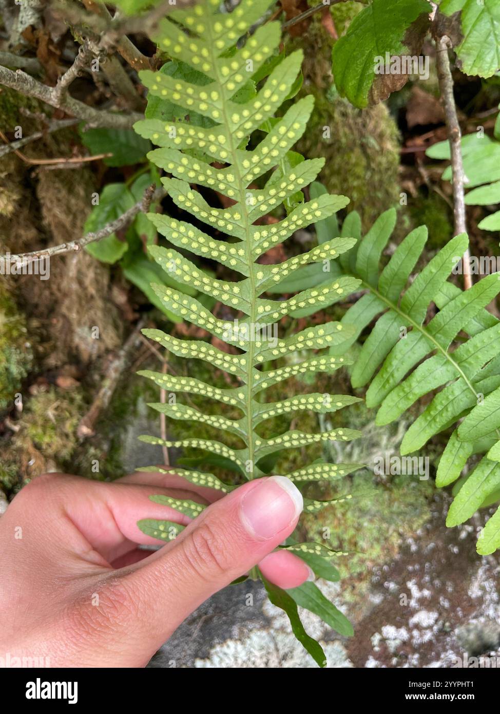 common polypody (Polypodium vulgare Stock Photo - Alamy