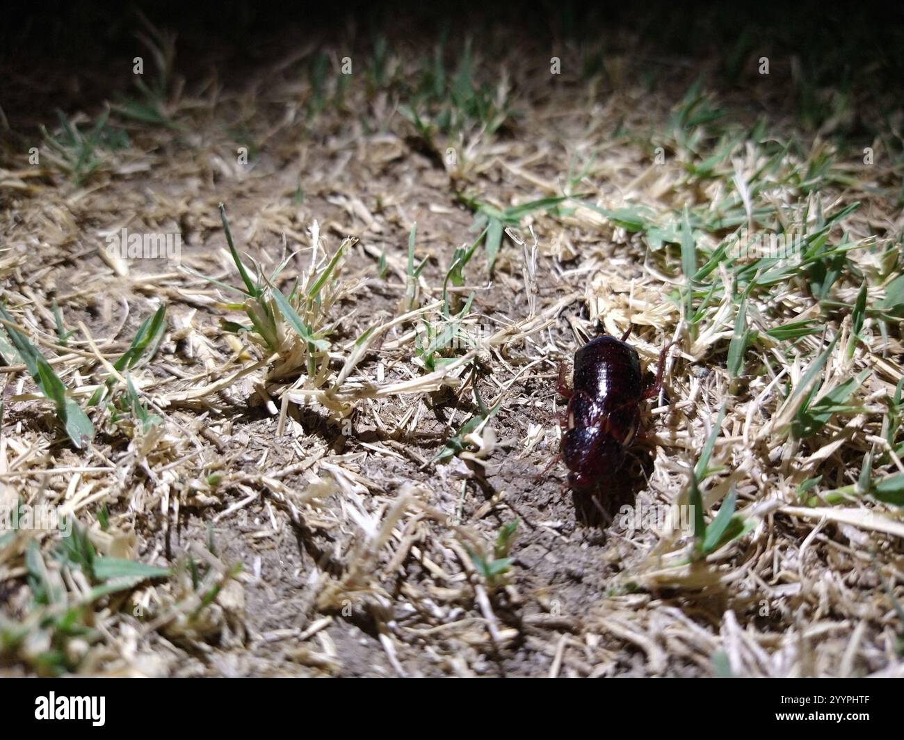 Turkestan Cockroach (Periplaneta lateralis Stock Photo - Alamy