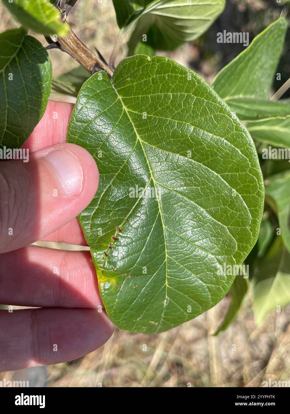 Osage-orange (Maclura pomifera Stock Photo - Alamy