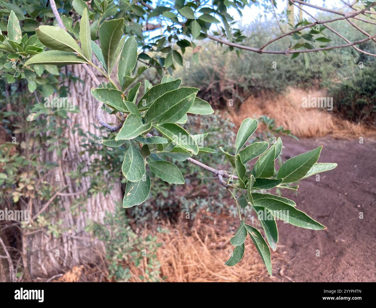 velvet ash (Fraxinus velutina Stock Photo - Alamy