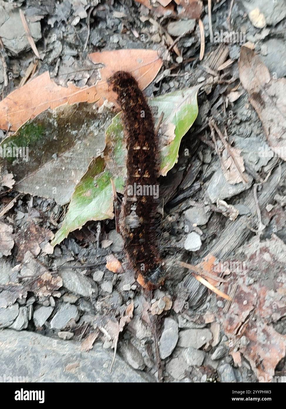 Pink Lymantria Moth (Lymantria mathura Stock Photo - Alamy