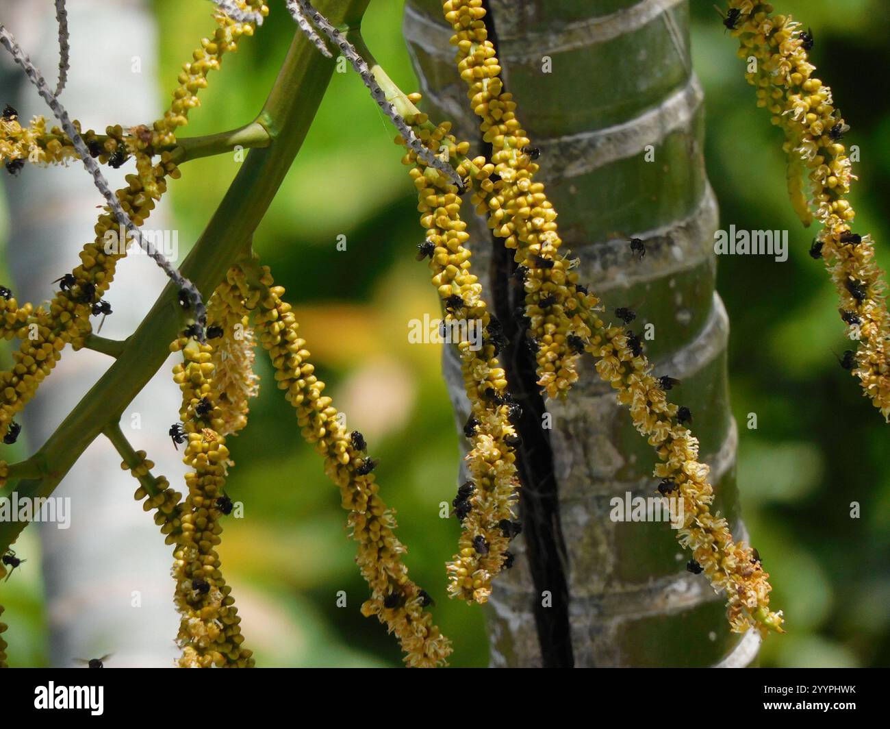 Stingless Bees (Meliponini Stock Photo - Alamy