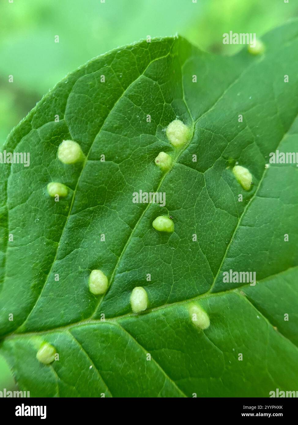 Ash Bead Gall Mite (Aceria fraxini Stock Photo - Alamy