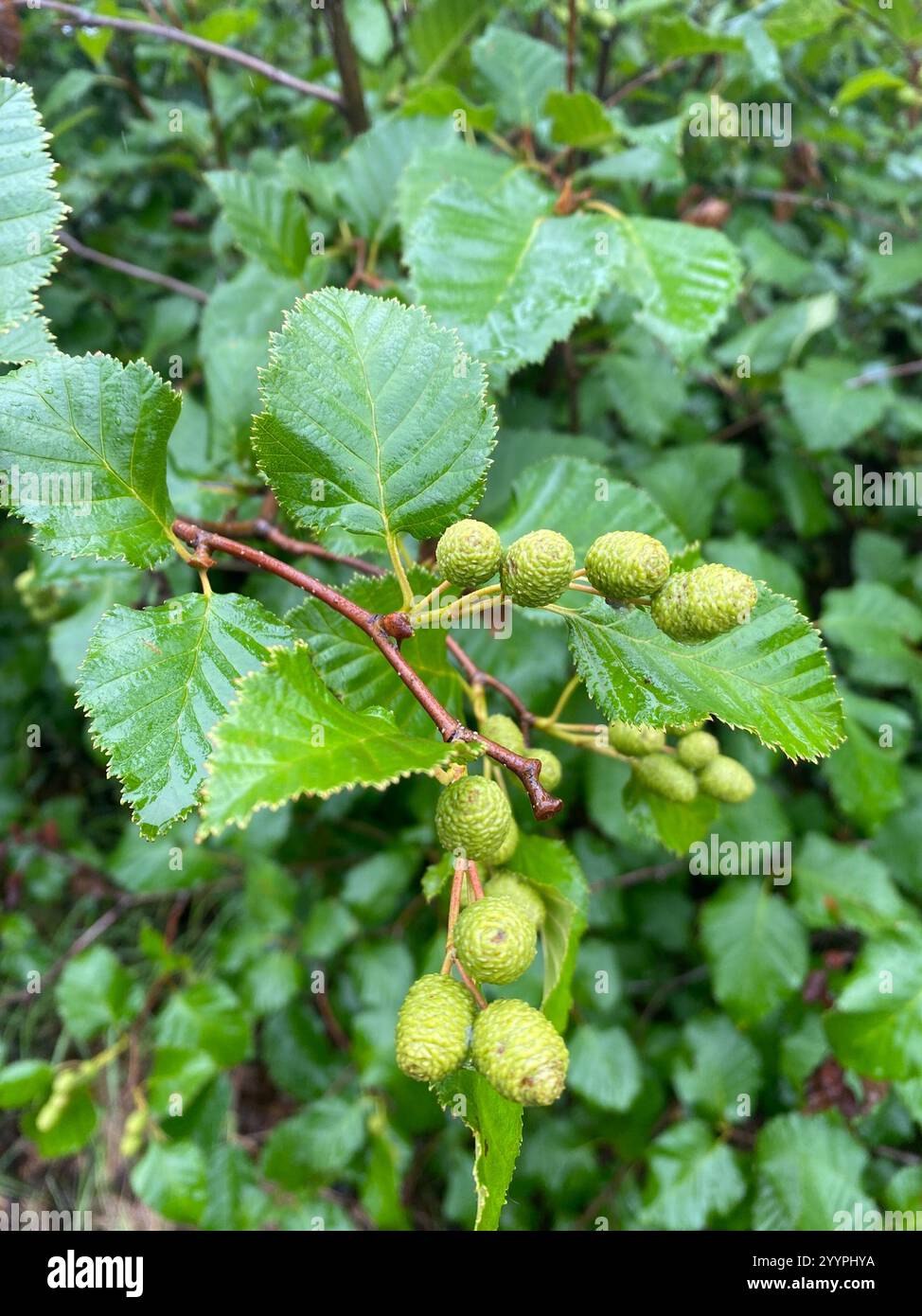 green alder (Alnus alnobetula Stock Photo - Alamy