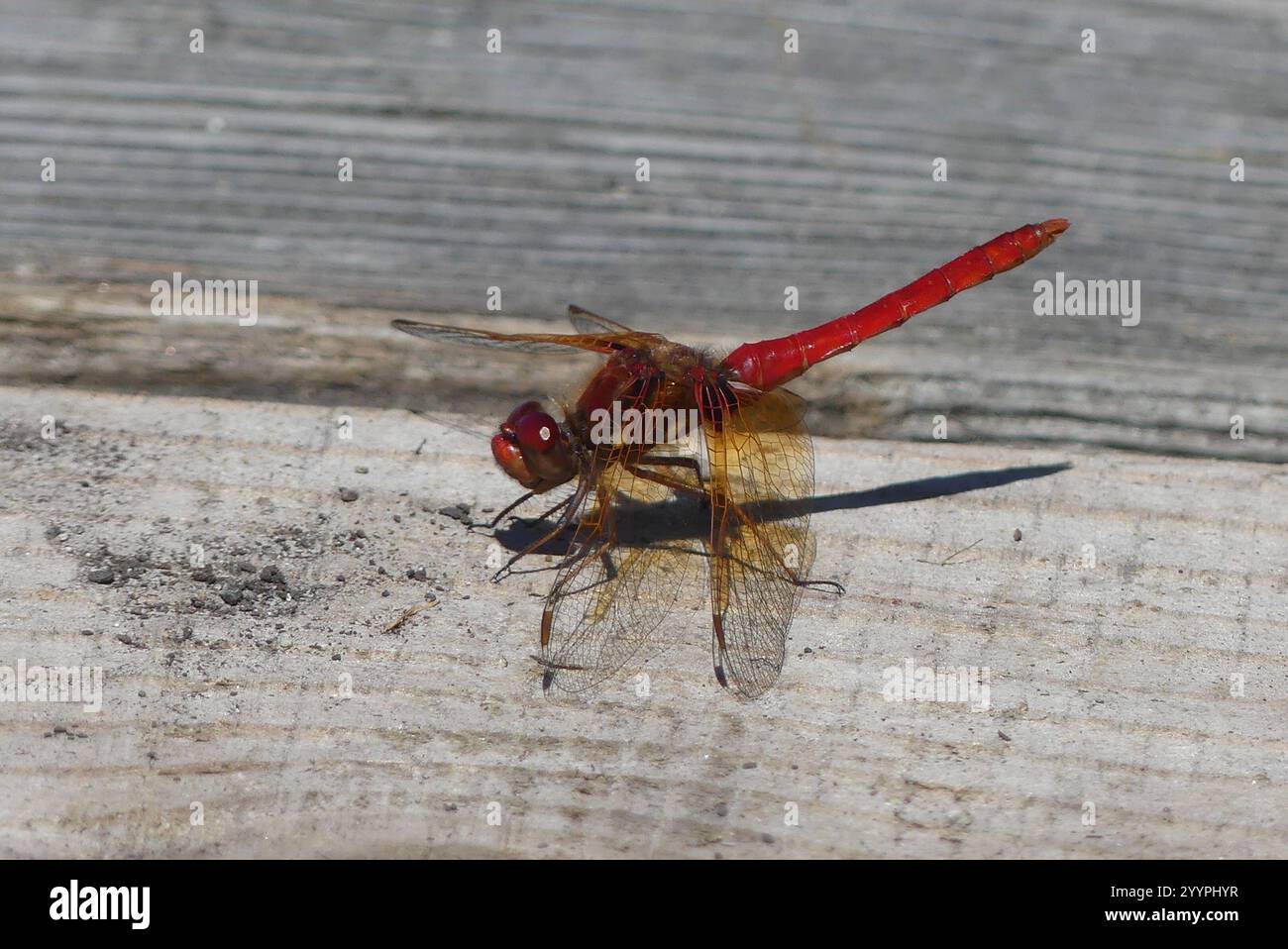 Illotum hi-res stock photography and images - Alamy