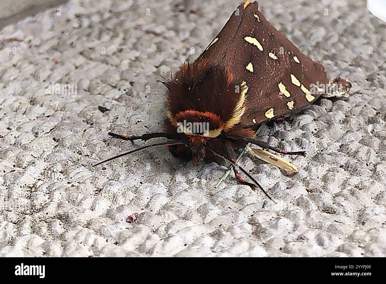 St. Lawrence Tiger Moth (Arctia parthenos Stock Photo - Alamy