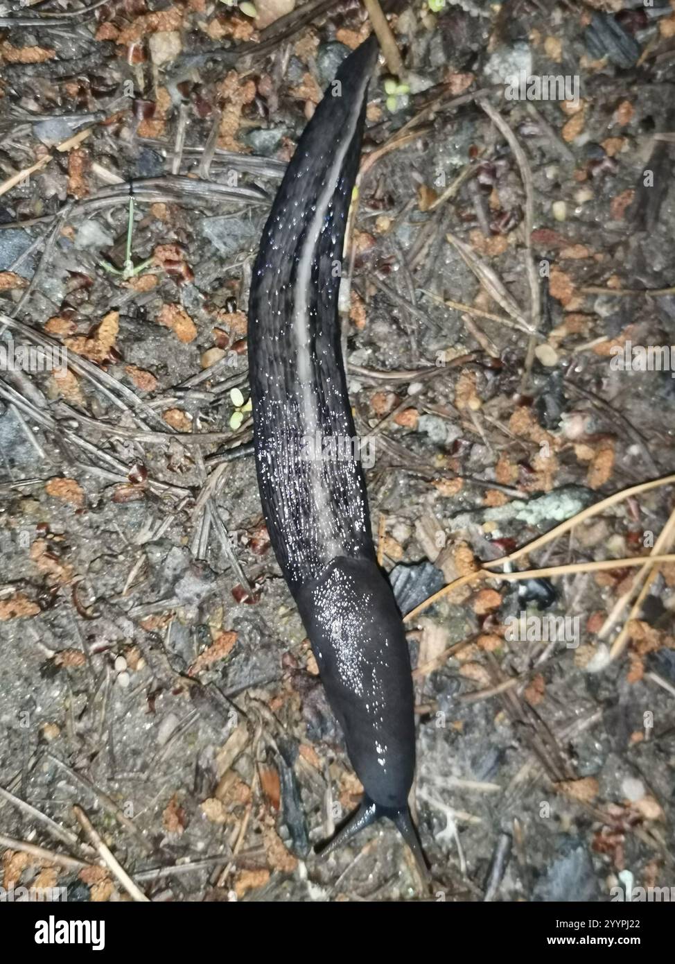 Ash-black Slug (Limax cinereoniger Stock Photo - Alamy