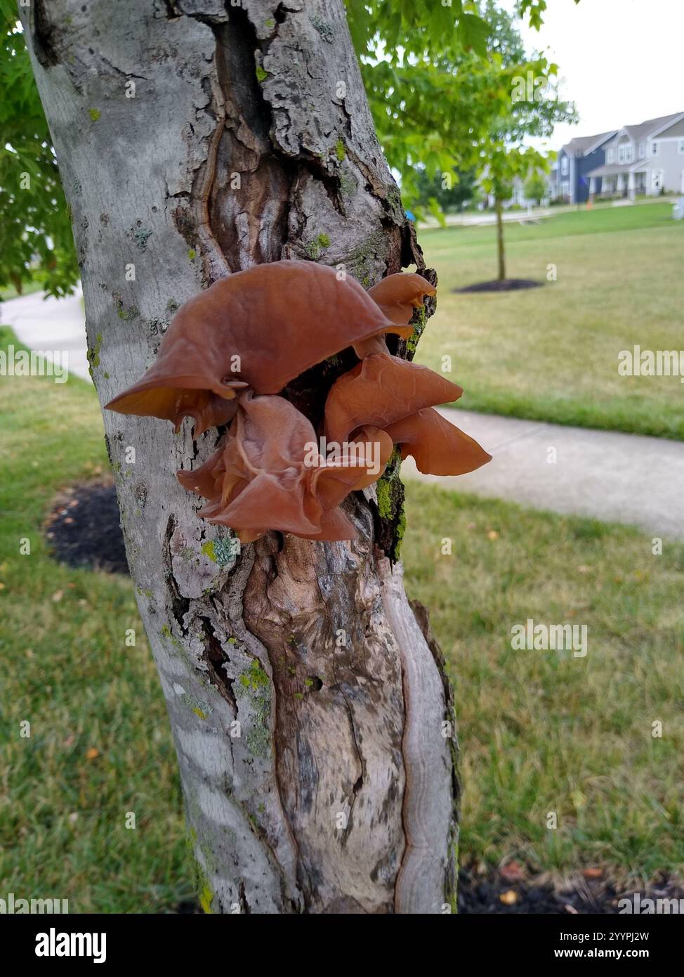 Jelly Tree Ear (Auricularia americana Stock Photo - Alamy