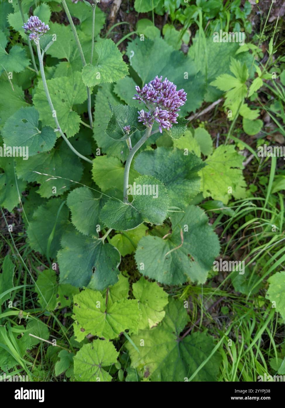 alpine plantain (Adenostyles alpina Stock Photo - Alamy