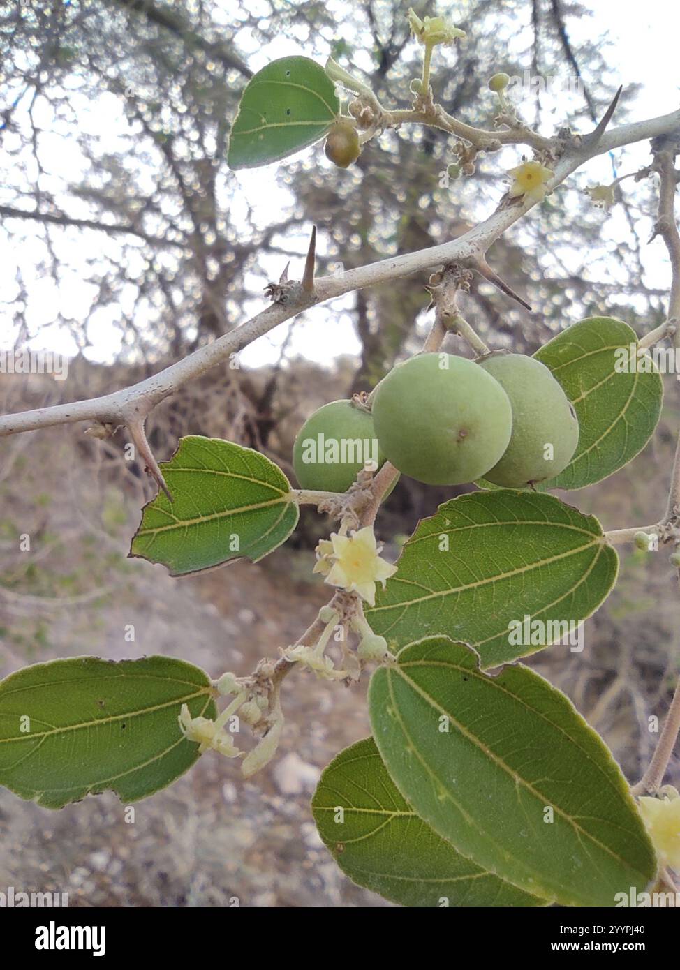 Christ's thorn jujube (Ziziphus spina-christi Stock Photo - Alamy