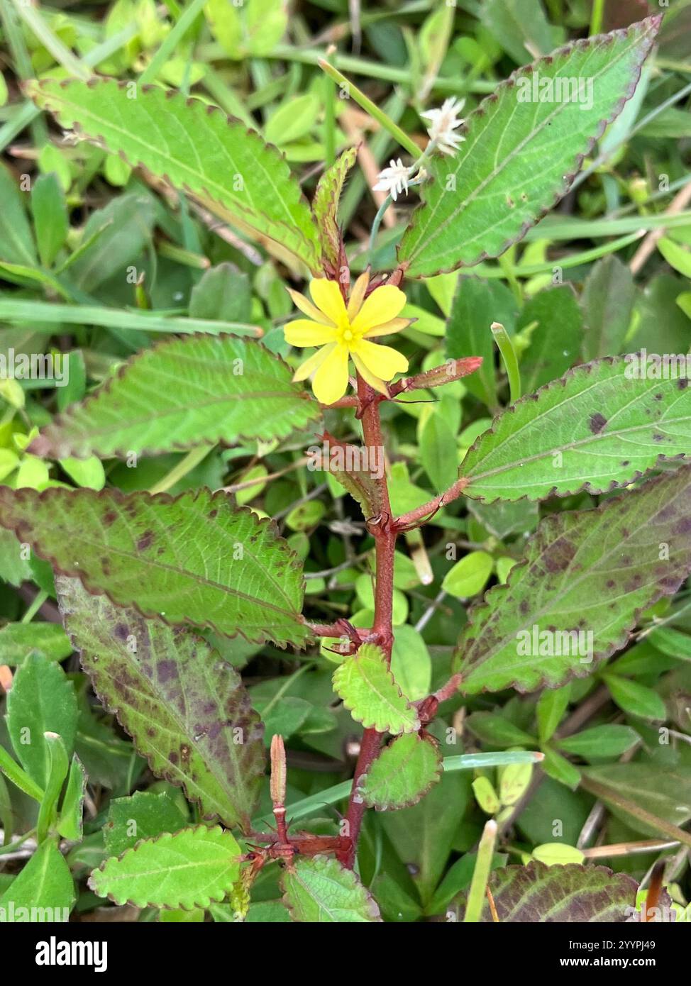 East Indian Mallow (Corchorus aestuans Stock Photo - Alamy