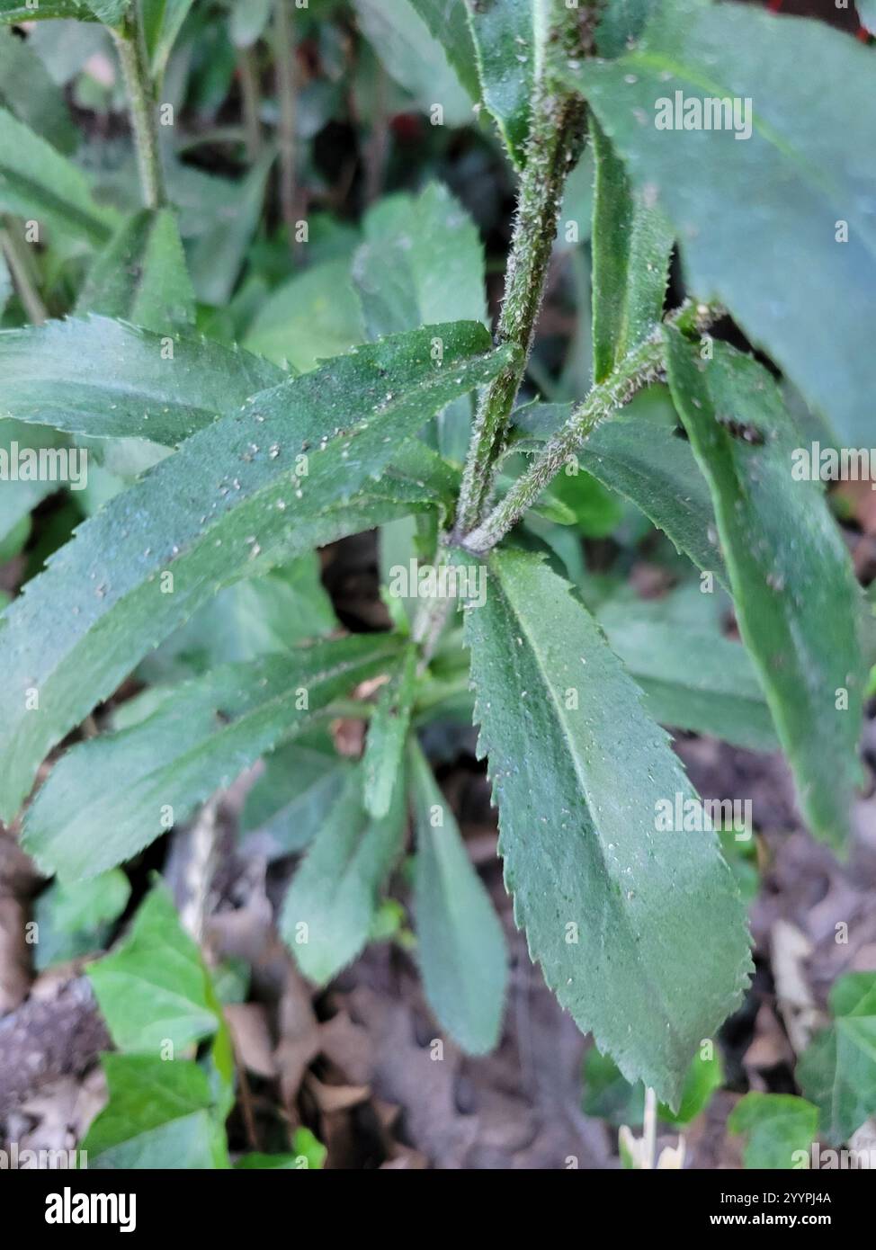 max chrysanthemum (Leucanthemum maximum Stock Photo - Alamy