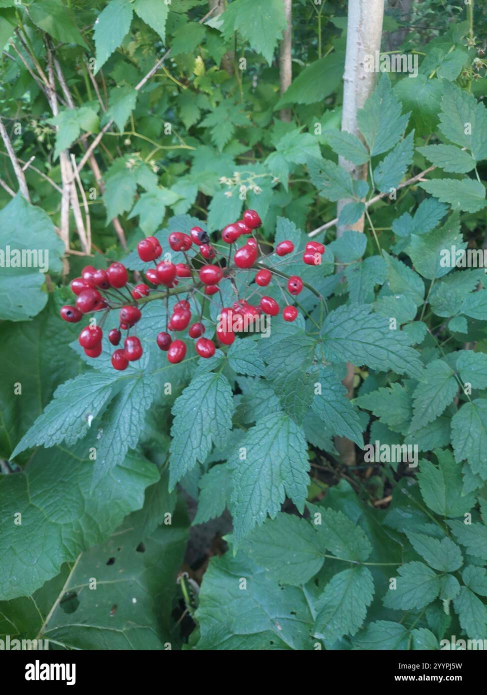 red baneberry (Actaea rubra Stock Photo - Alamy