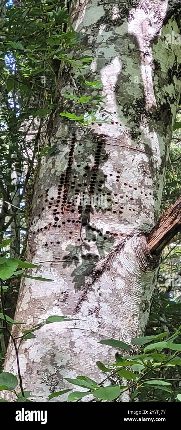 Red Alder (Alnus rubra Stock Photo - Alamy