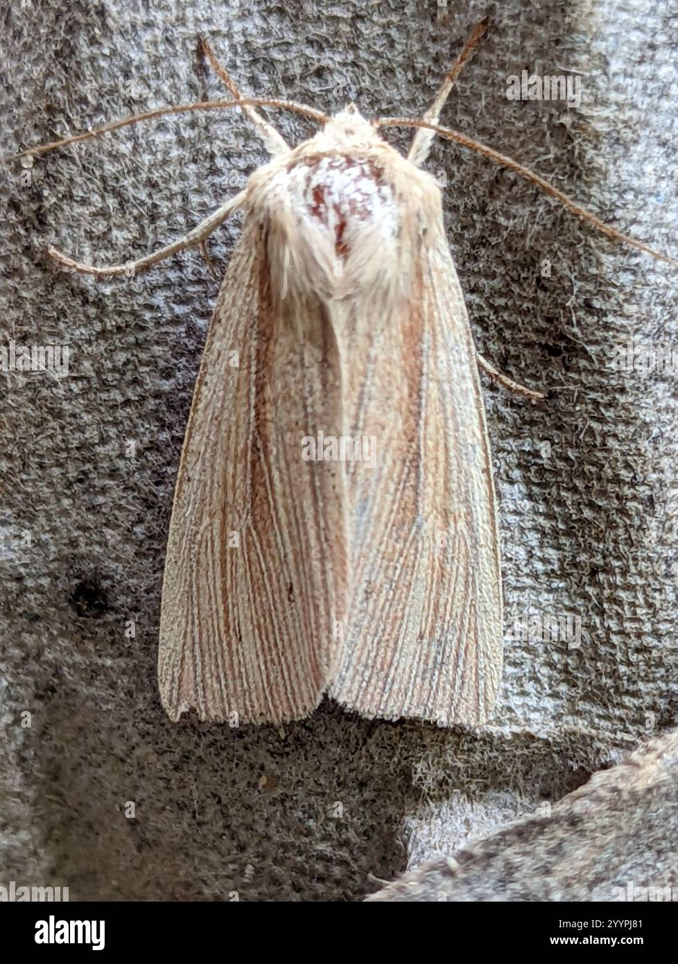 Smoky wainscot hi-res stock photography and images - Alamy