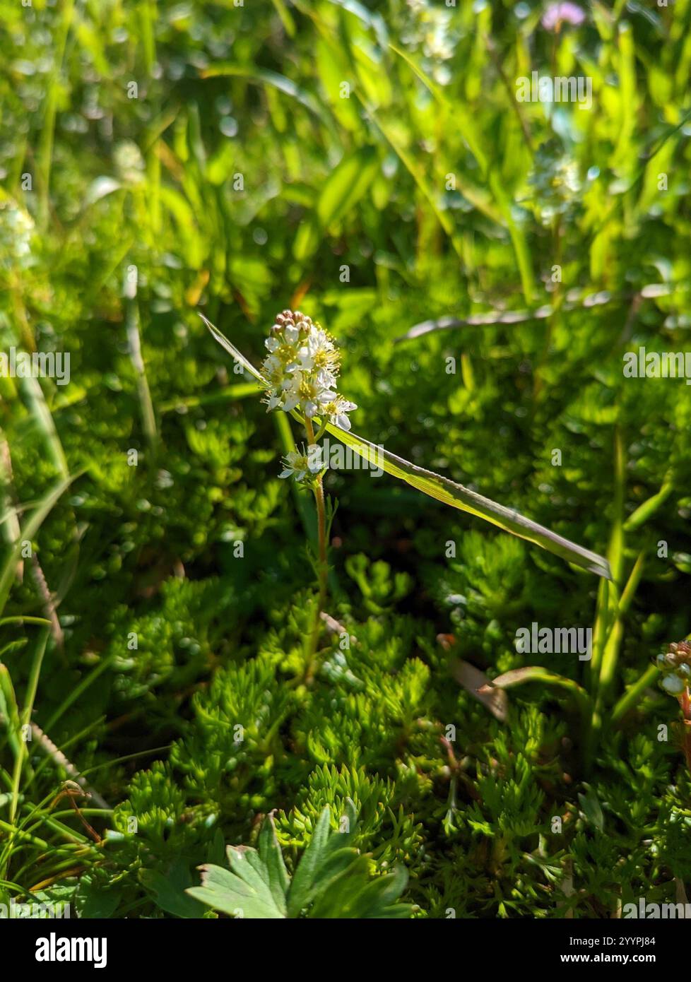 Partridgefoot (Luetkea pectinata Stock Photo - Alamy
