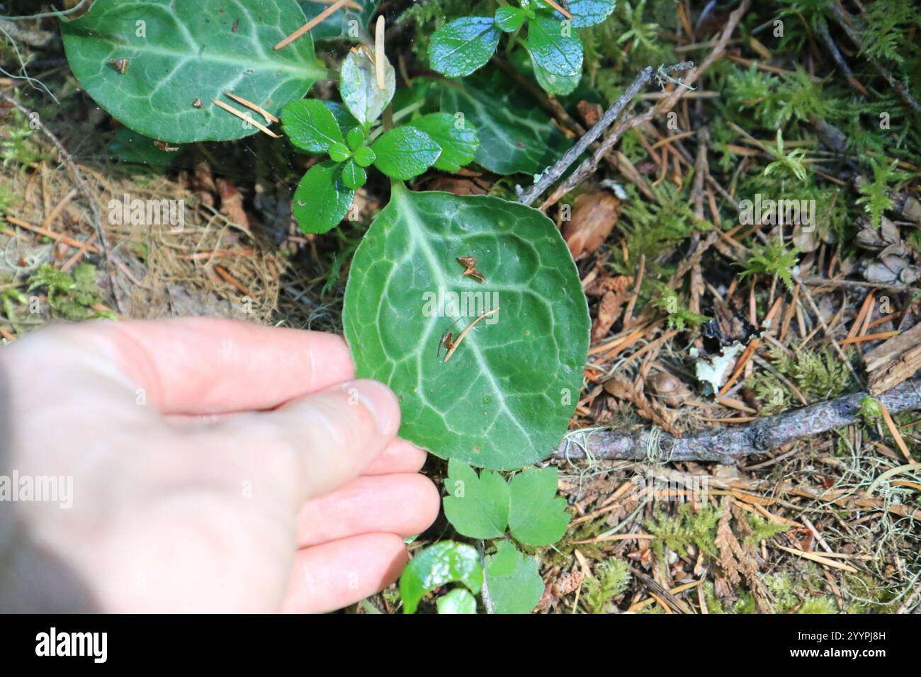 white-veined wintergreen (Pyrola picta Stock Photo - Alamy