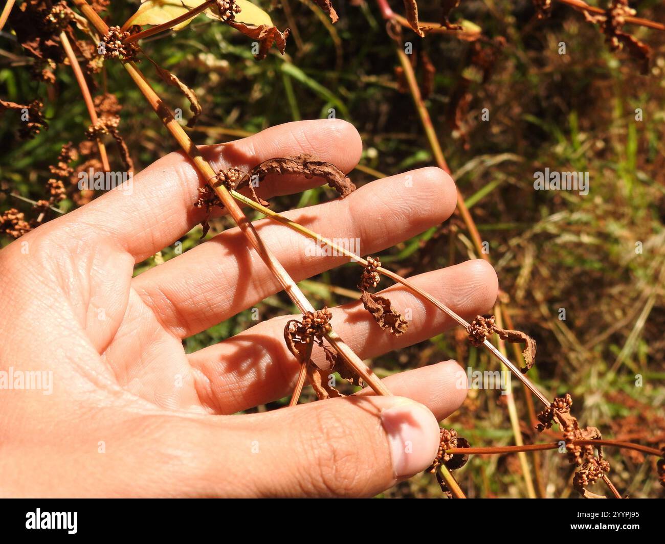 Clustered Dock (Rumex conglomeratus Stock Photo - Alamy