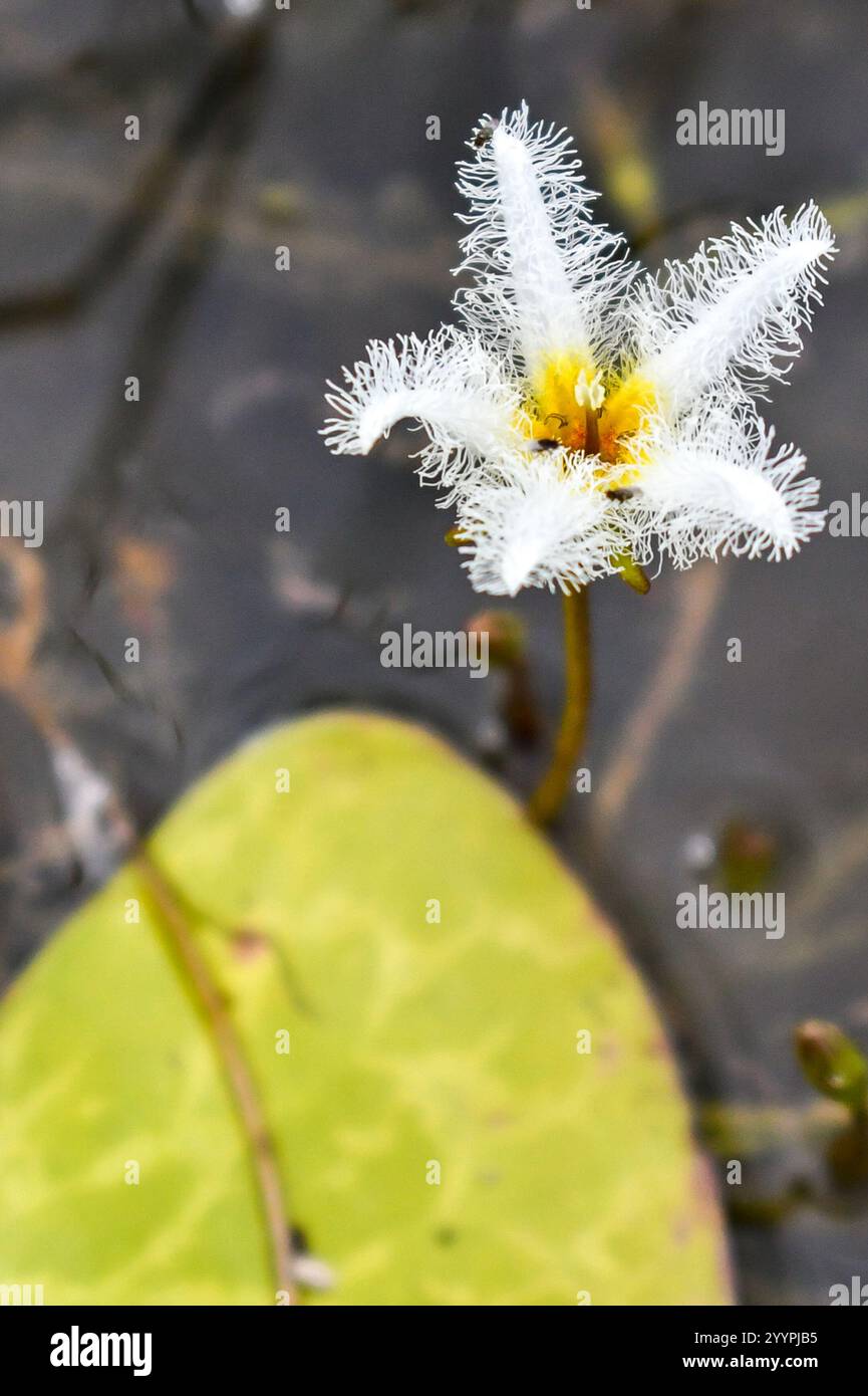 Floatingheart (Nymphoides humboldtiana Stock Photo - Alamy