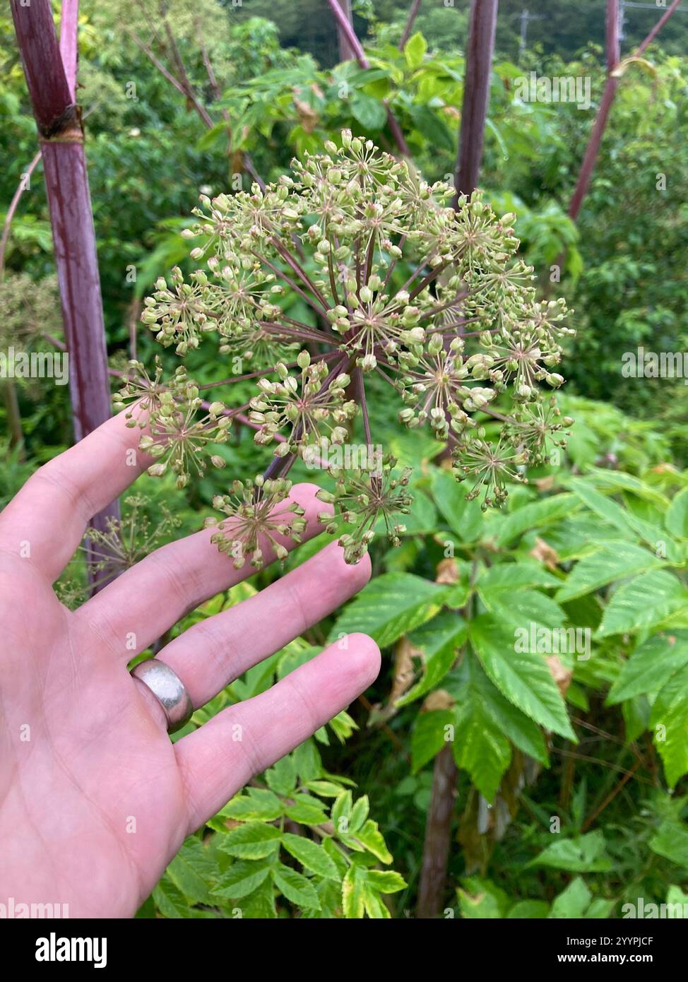 purple-stemmed angelica (Angelica atropurpurea Stock Photo - Alamy