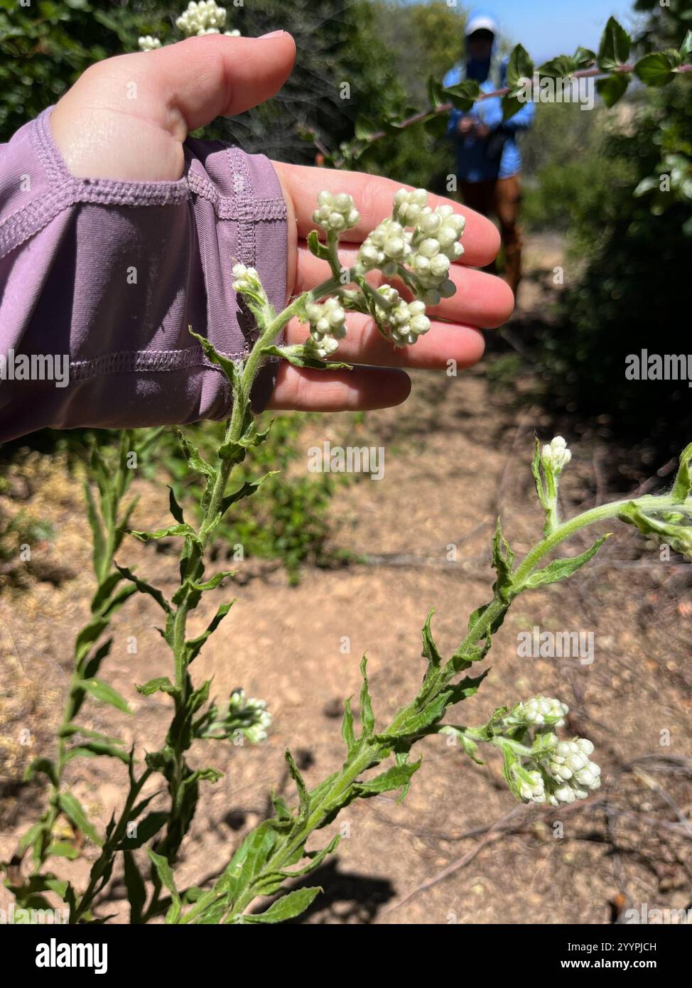 California cudweed (Pseudognaphalium californicum Stock Photo - Alamy