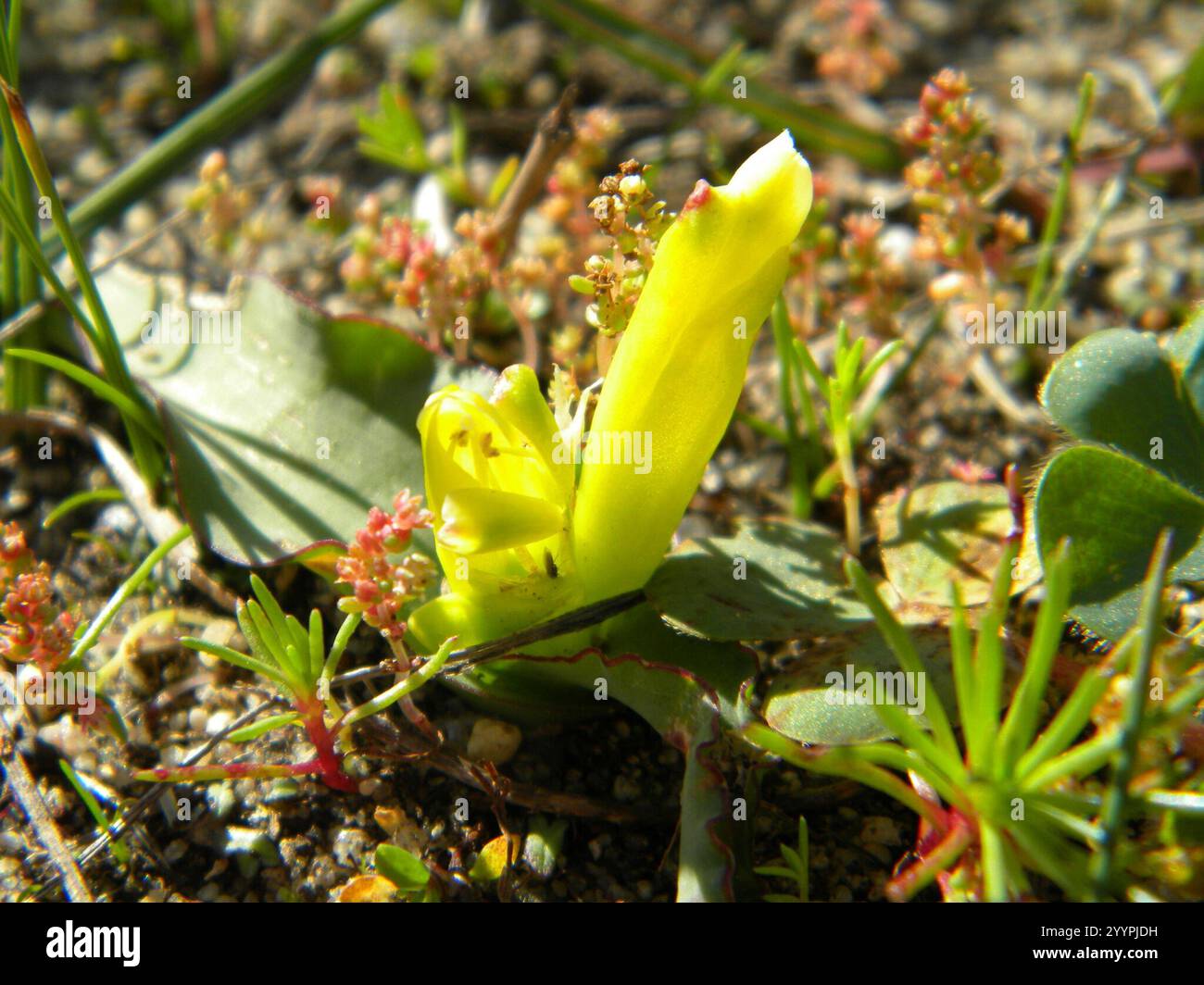 Yellow Soldier Viooltjie (Lachenalia reflexa Stock Photo - Alamy