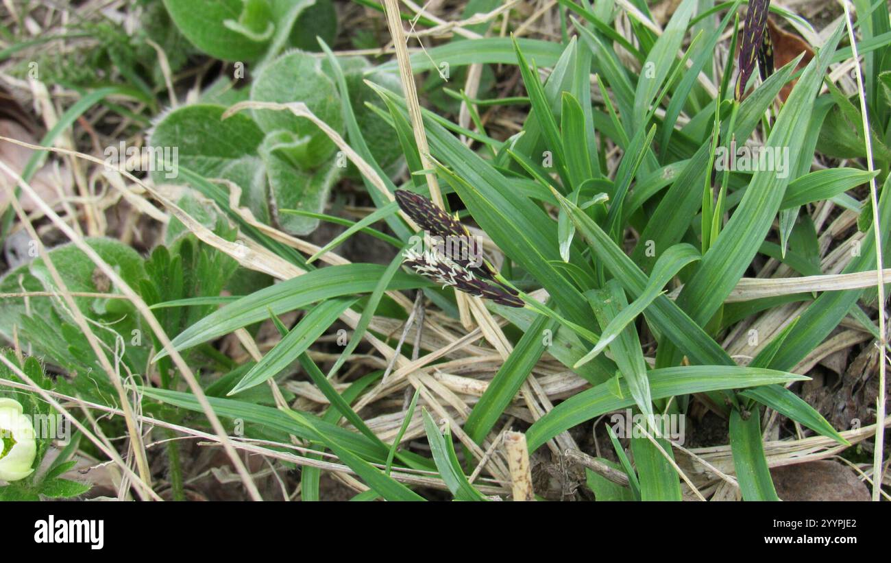 Smooth black sedge carex hi-res stock photography and images - Alamy